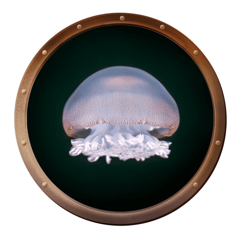 Everything to Know About Jellyfish in the Florida Keys