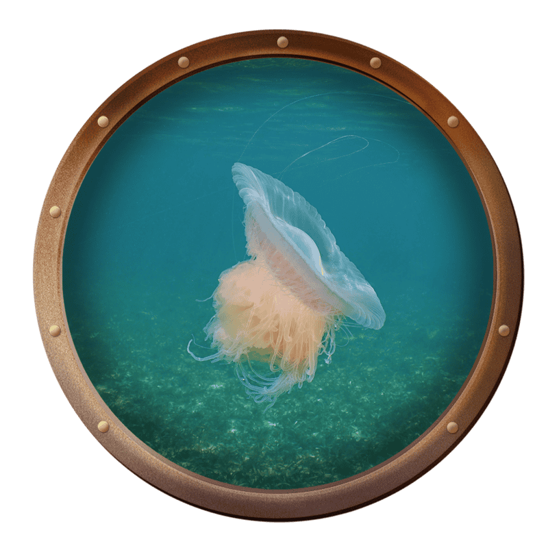 Everything to Know About Jellyfish in the Florida Keys