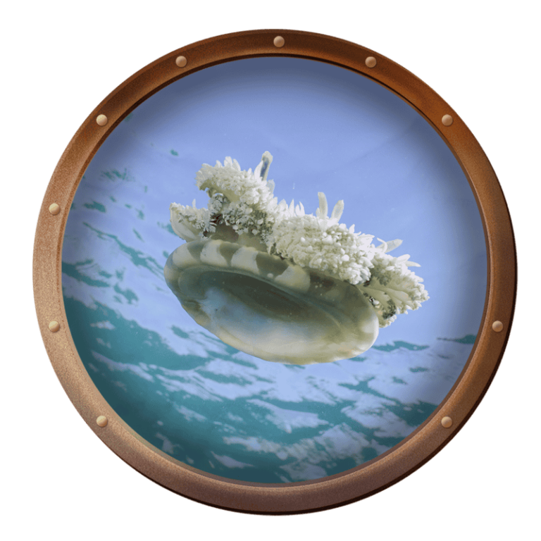 Everything to Know About Jellyfish in the Florida Keys
