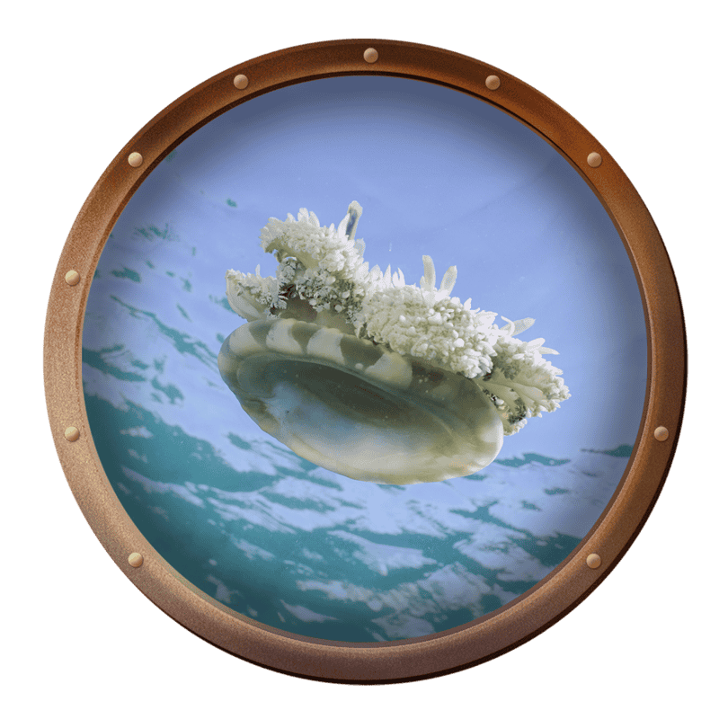 Everything to Know About Jellyfish in the Florida Keys