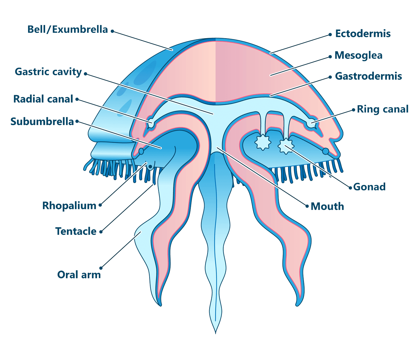 Everything to Know About Jellyfish in the Florida Keys