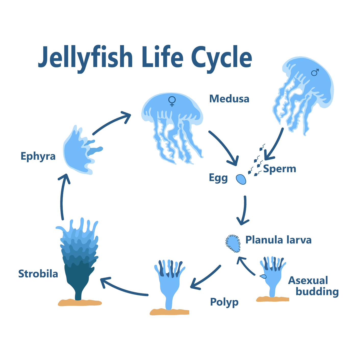Everything to Know About Jellyfish in the Florida Keys