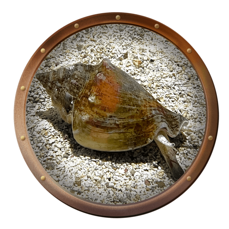 Queen Conch Facts | Learn About Queen Conch In Key West