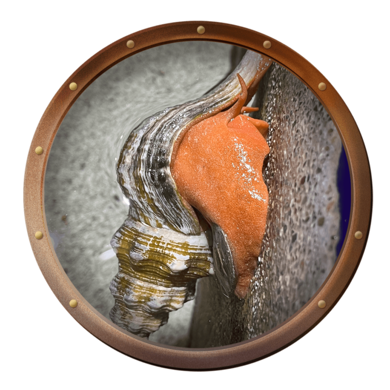 Queen Conch Facts | Learn About Queen Conch In Key West