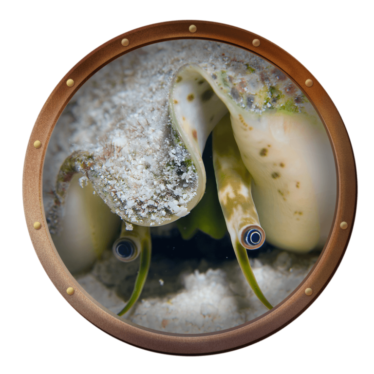 Queen Conch Facts | Learn About Queen Conch In Key West