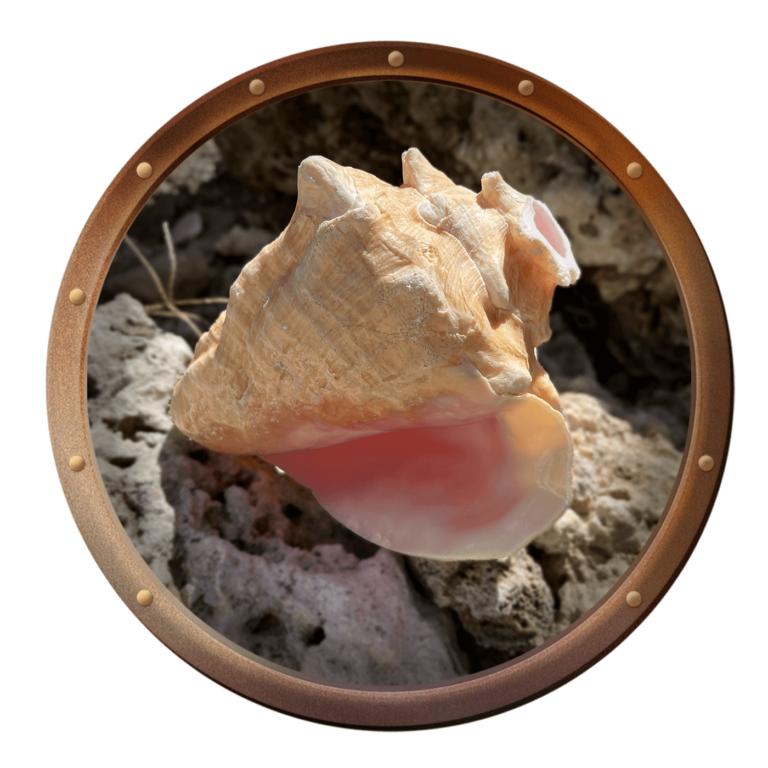 Queen Conch Facts | Learn About Queen Conch In Key West