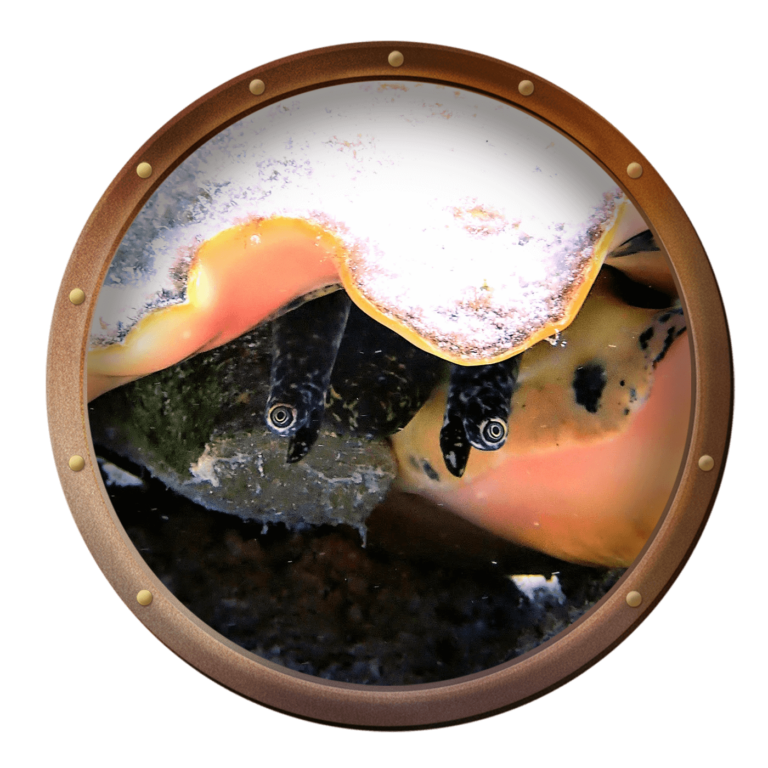 Queen Conch Facts | Learn About Queen Conch In Key West