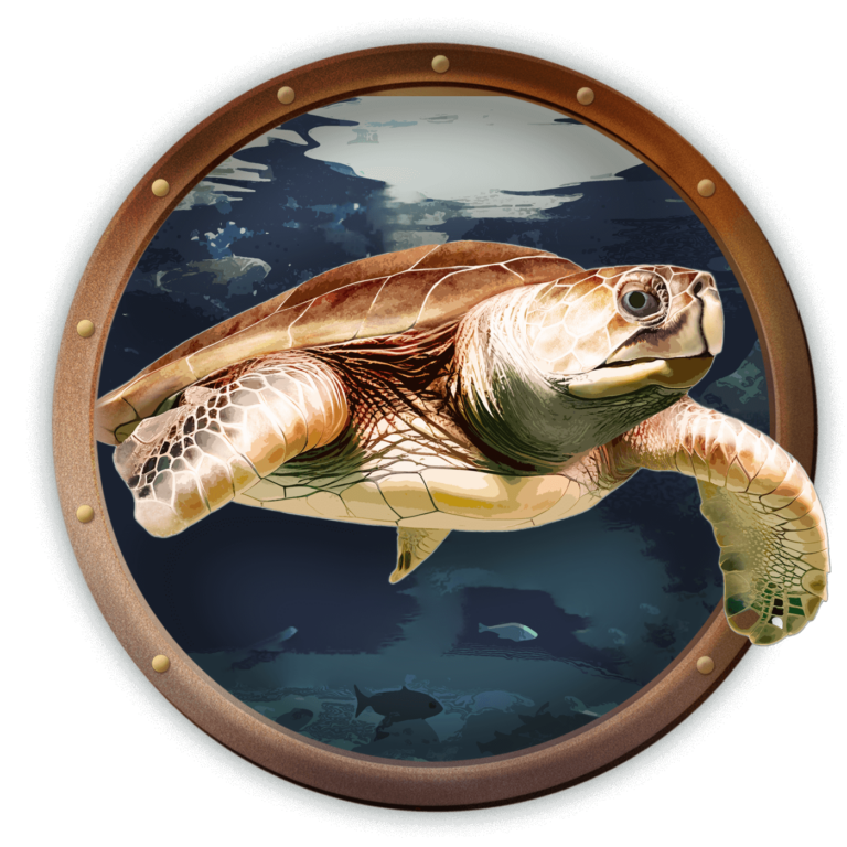 Sea Turtles In Key West | Sea Turtle Conservation at Key West Aquarium