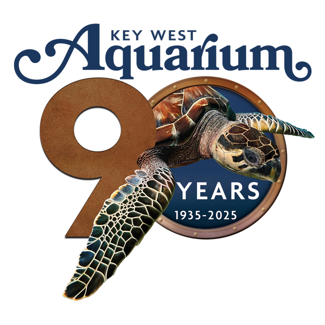 Key West Aquarium | Top Rated Key West Attraction Since 1946
